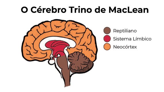 O cérebro trino: reptiliano, límbico e neocórtex - Nova Escola de Marketing